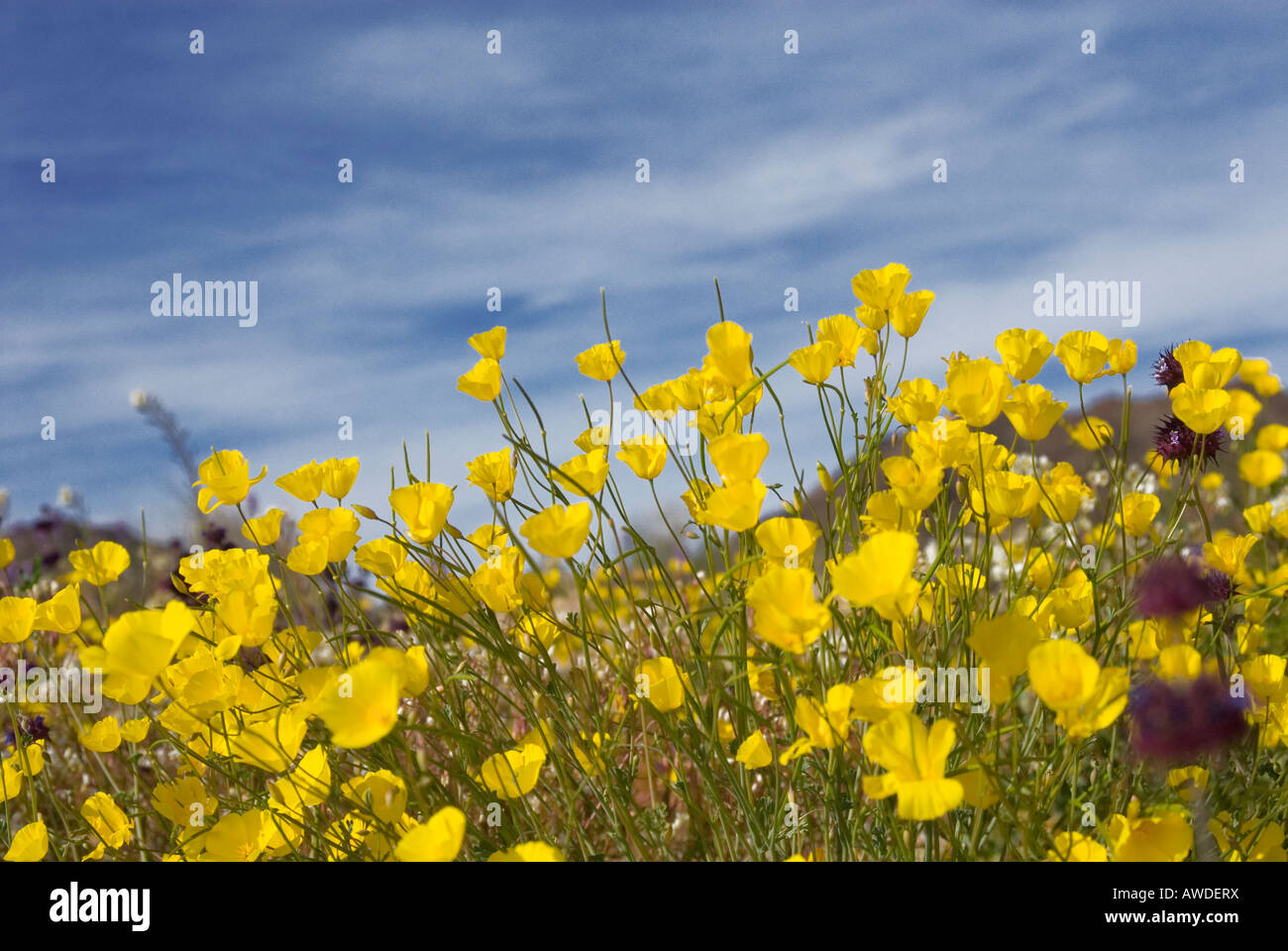 ARIZONA POPPY Kallstroemia grandiflora blooming in the high desert of ...