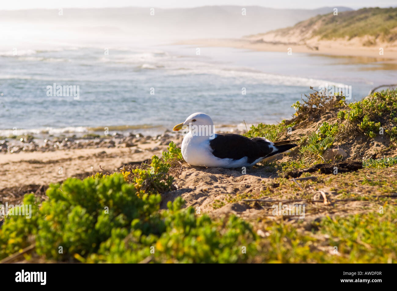 A Kelp Gull on Buffelsbaai beach, near Knysna. Western Cape Stock Photo ...