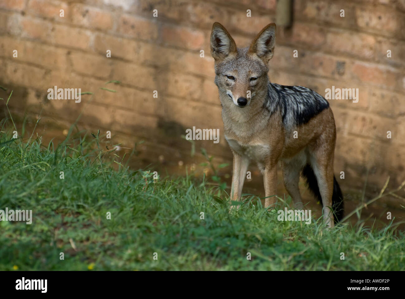 Pack hunter hi-res stock photography and images - Alamy