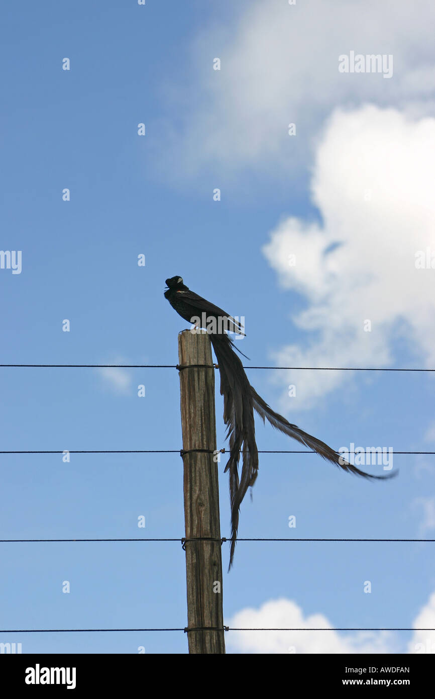 Longtailed Widow Bird Male Stock Photo - Alamy Longtailed Widow Bird Male Stock Photo - Alamy