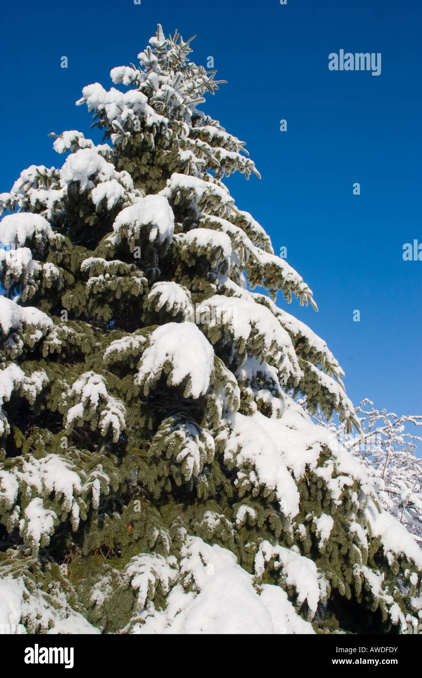 A snowy pine tree in winter Stock Photo - Alamy