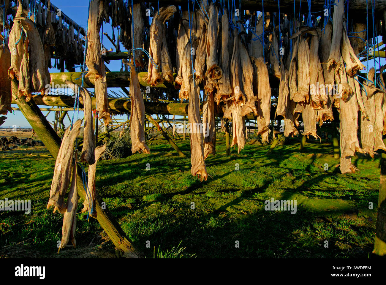 Traditional open air fish drying to make Hardfiskur Iceland Stock Photo ...