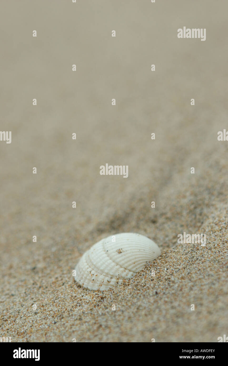 White shell in soft dry Sand with copy space at top Stock Photo - Alamy