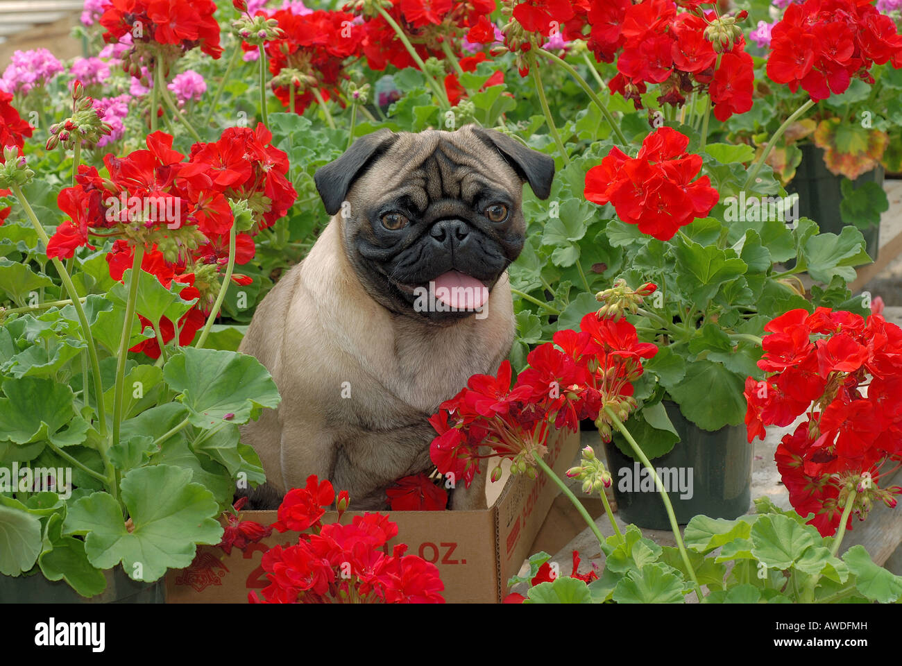 Domestic garden photos hi-res stock photography and images - Alamy