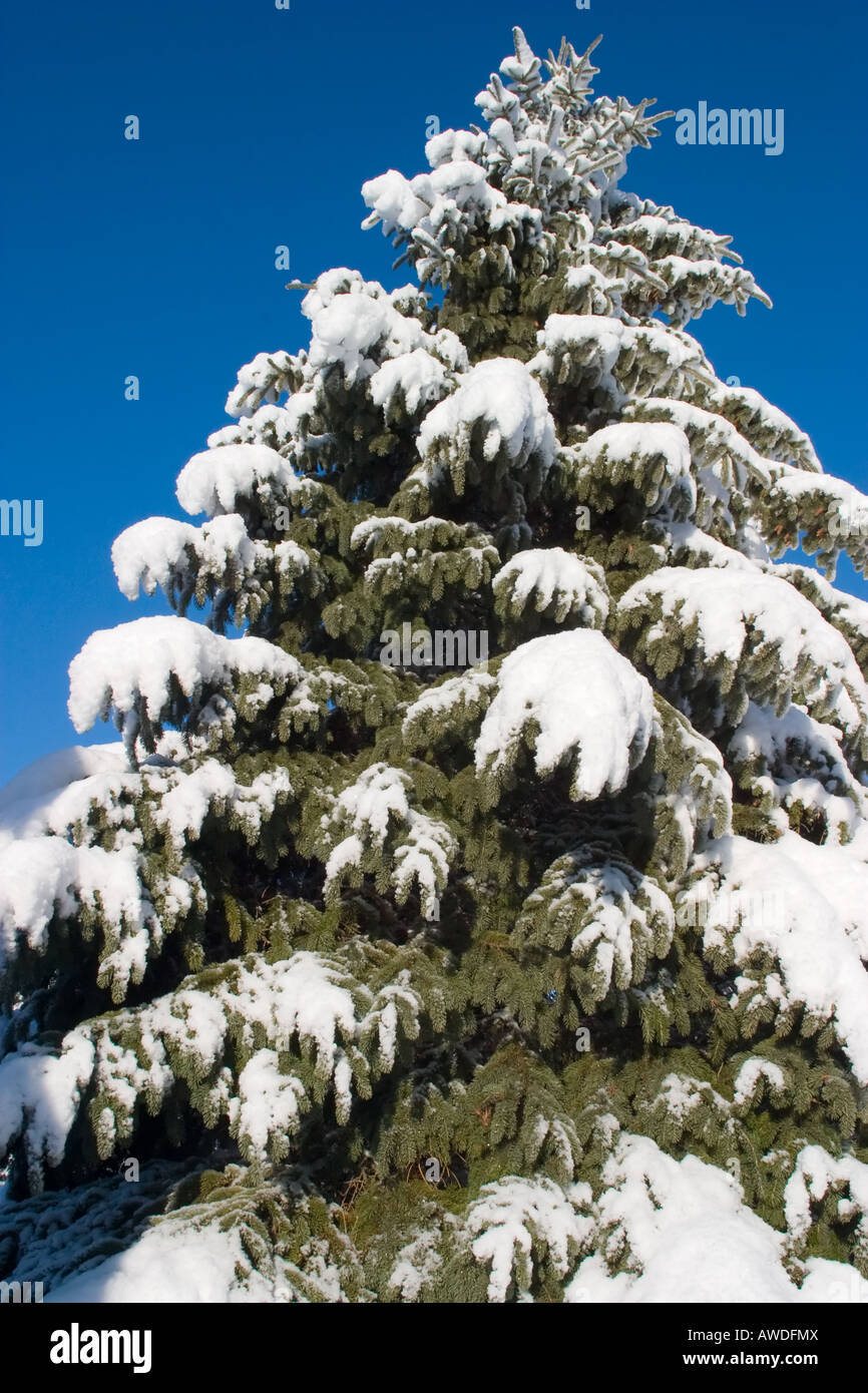 A snowy pine tree in winter Stock Photo - Alamy
