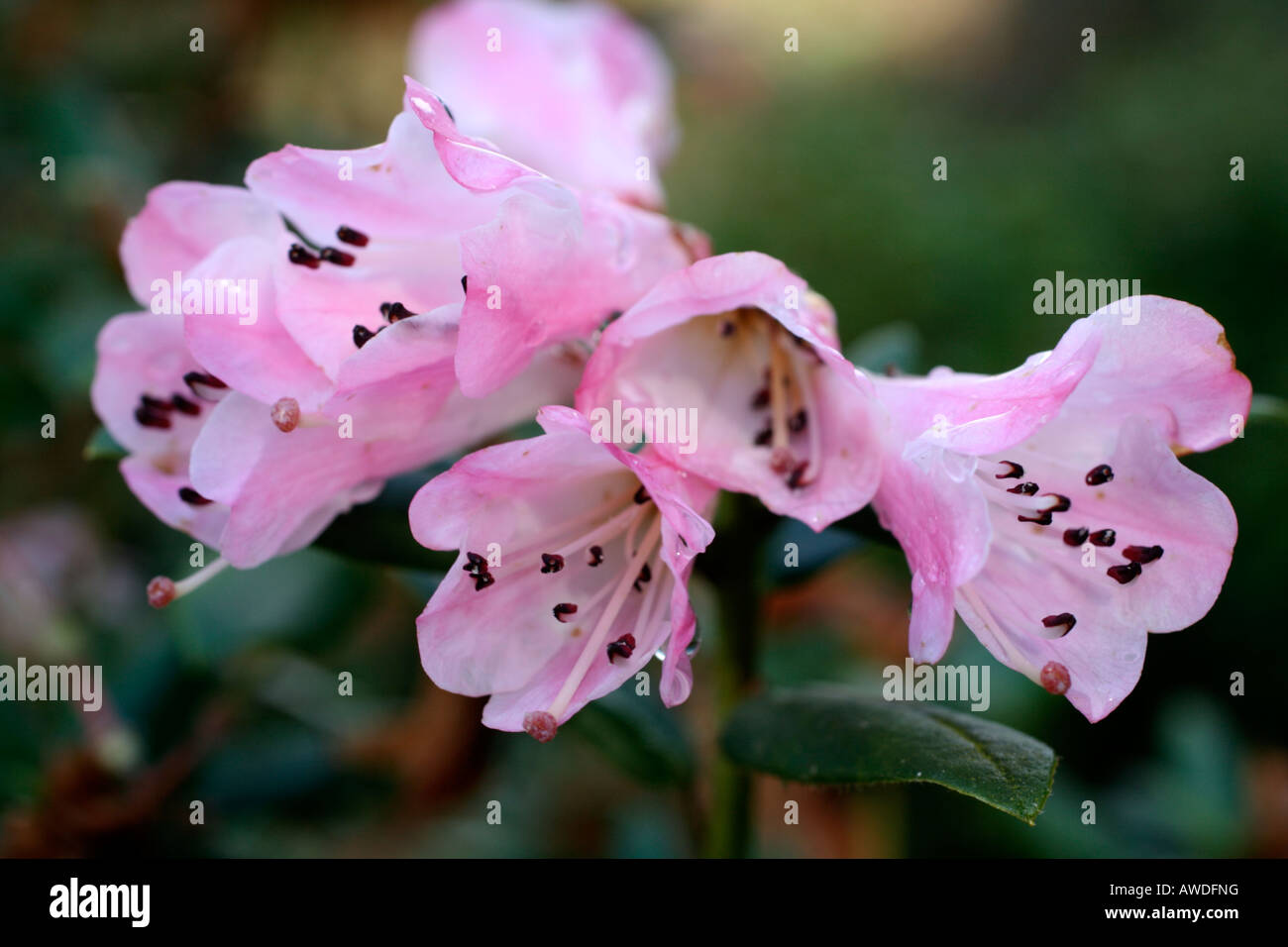 Rhodo rhododendron hi-res stock photography and images - Alamy