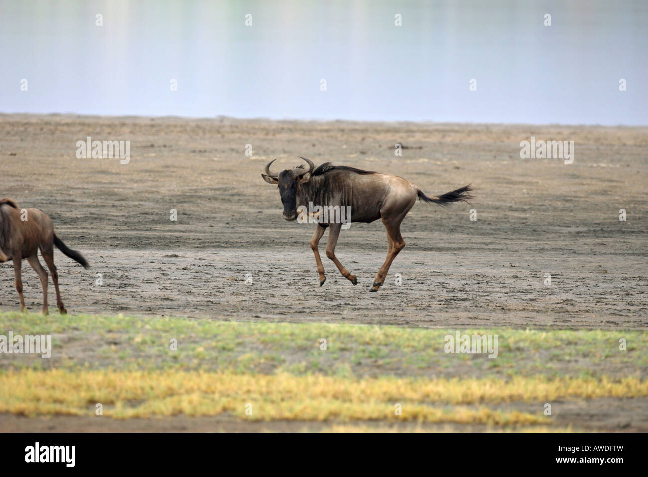 Wildebeest in mid air running on the migration at lake Ndutu Tanzania ...