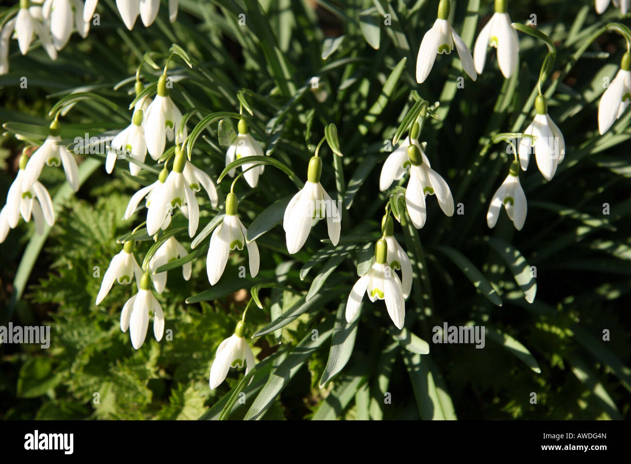 close up detail of snowdrops Stock Photo - Alamy