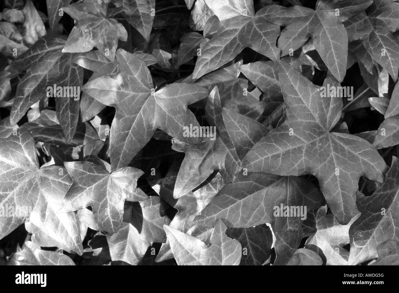 Climbing evergreen Black and White Stock Photos & Images - Alamy