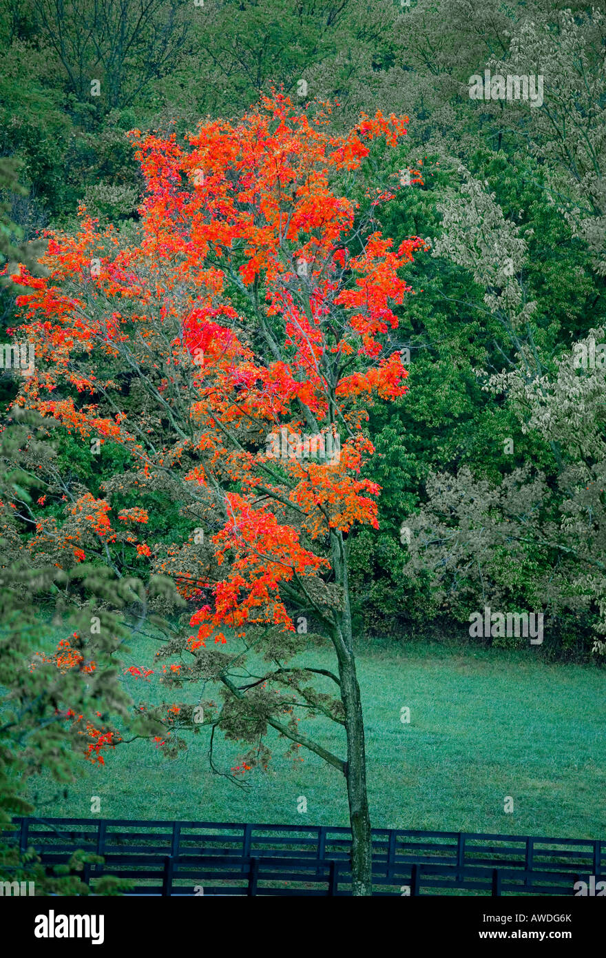 Fall Autumn color, Franklin, Tennessee, USA Stock Photo - Alamy