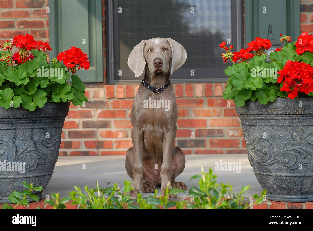 Weimaraner Stock Photos & Weimaraner Stock Images - Alamy