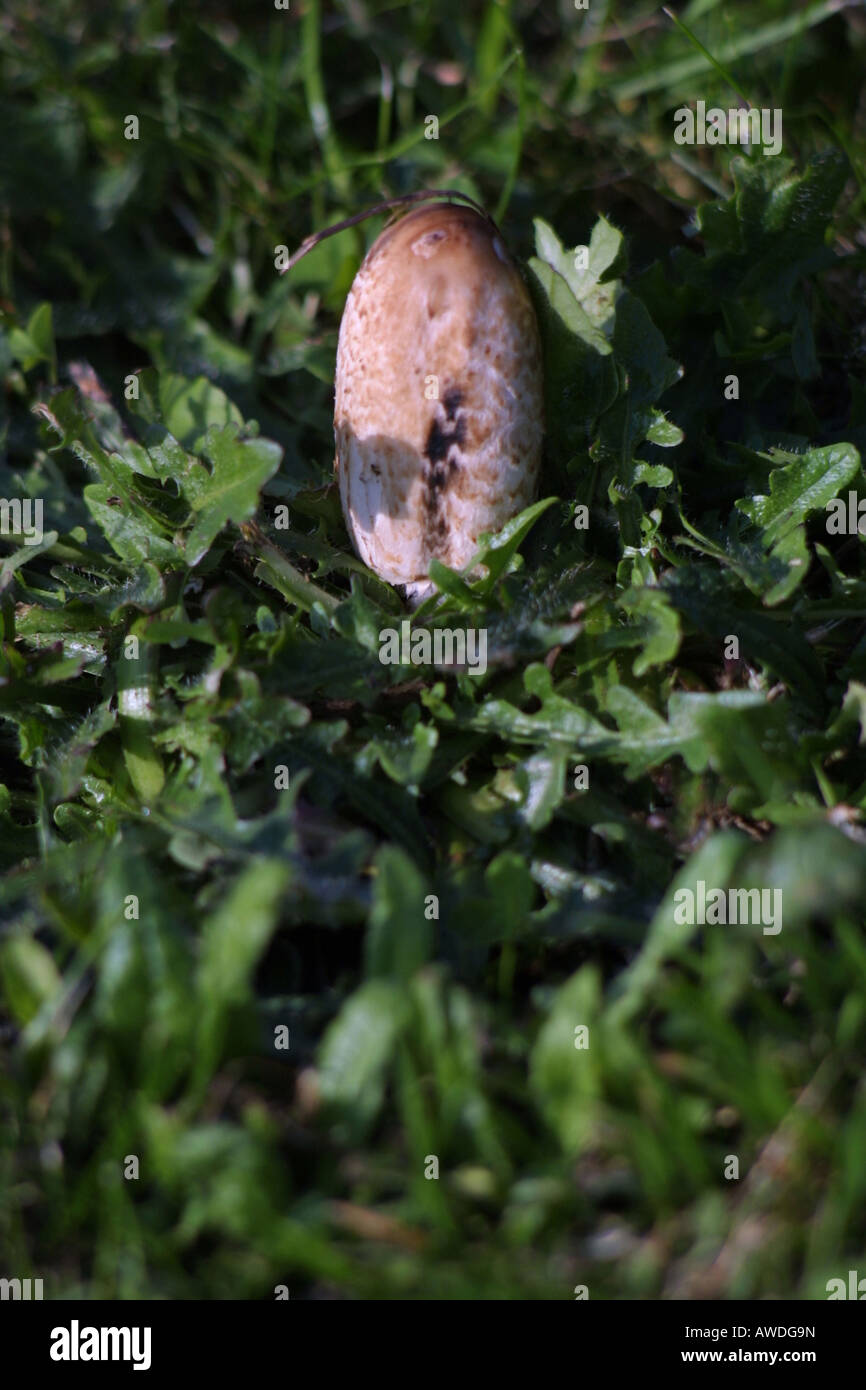 wild mushroom Coprin chevelus Coprinus Coprinus insignis eatable ...