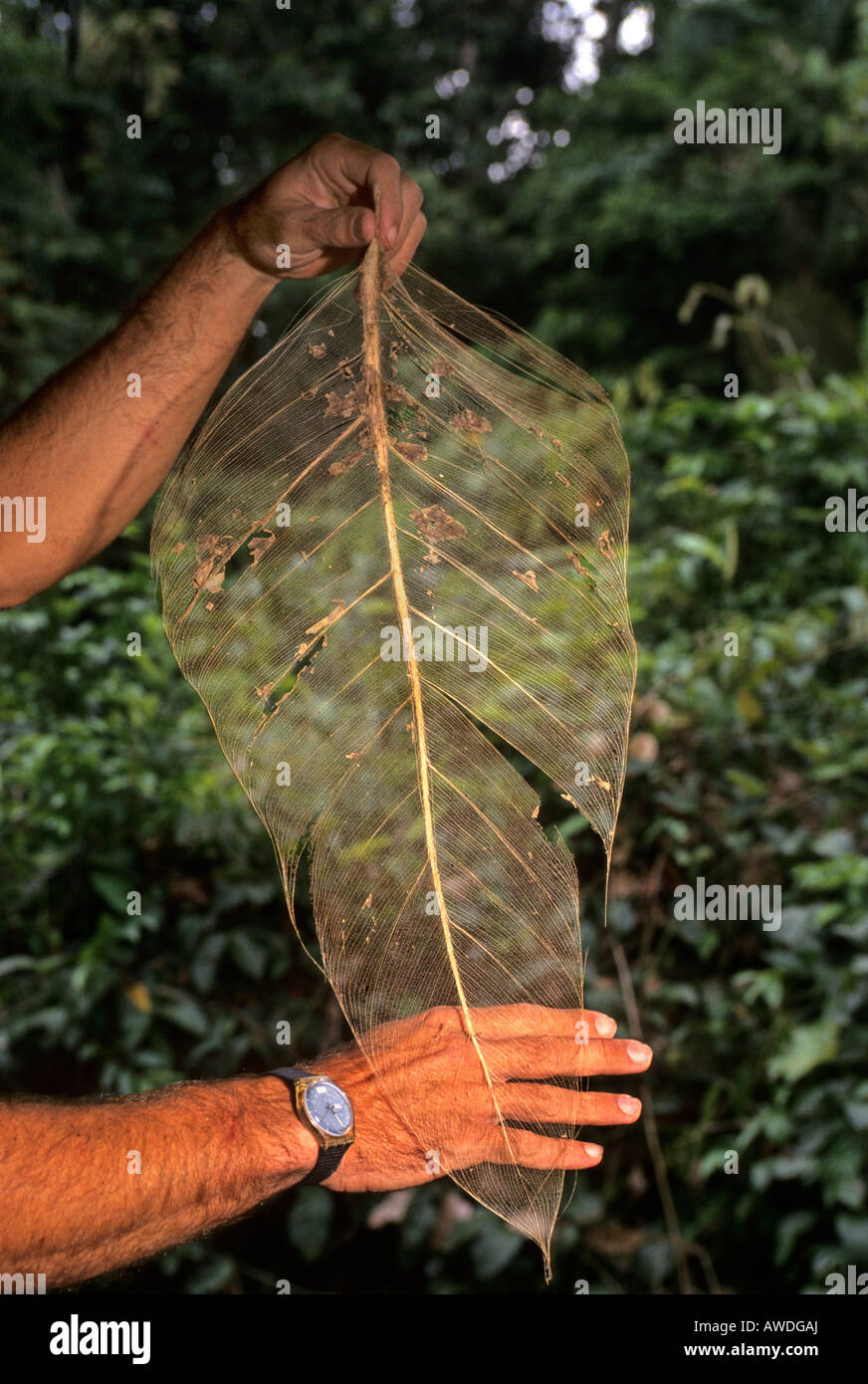 Leaf skeletonized by insects and decay. Peruvian rainforest Stock Photo ...