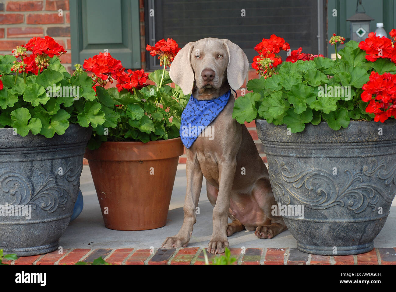Weimaraner Stock Photos & Weimaraner Stock Images - Alamy