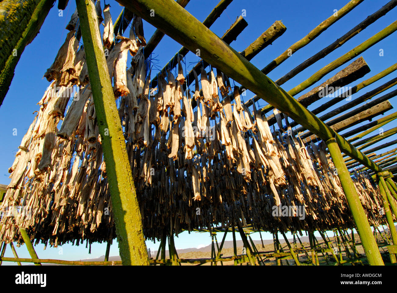 Traditional open air fish drying to make Hardfiskur Iceland Stock Photo ...