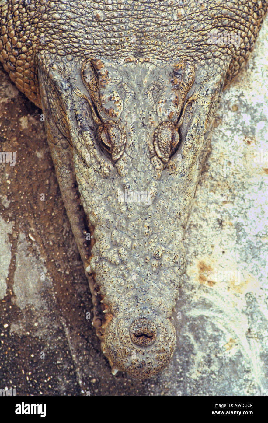 White Caiman, Crocodilus fuscus, in tourist venue in Puerto Maldonado ...