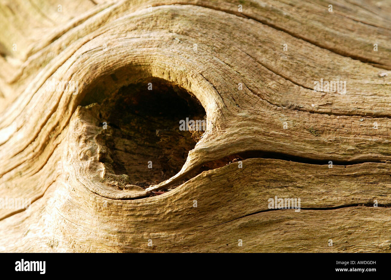 A Fallen tree without bark with eyelike structure Stock Photo - Alamy