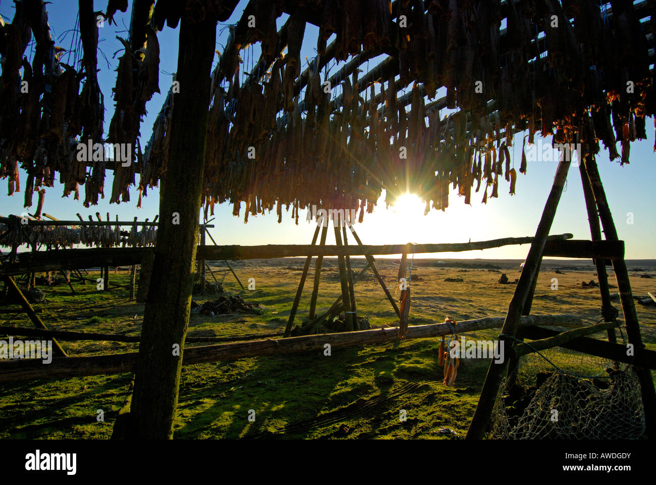 Traditional open air fish drying to make Hardfiskur Iceland Stock Photo ...