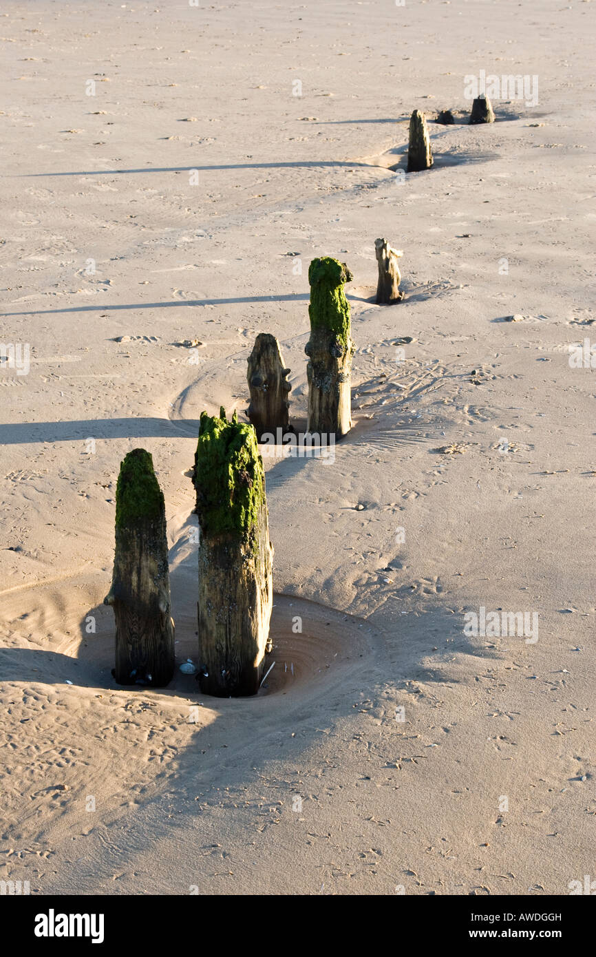 Wooden posts sticking out of the sand on a beach Stock Photo - Alamy