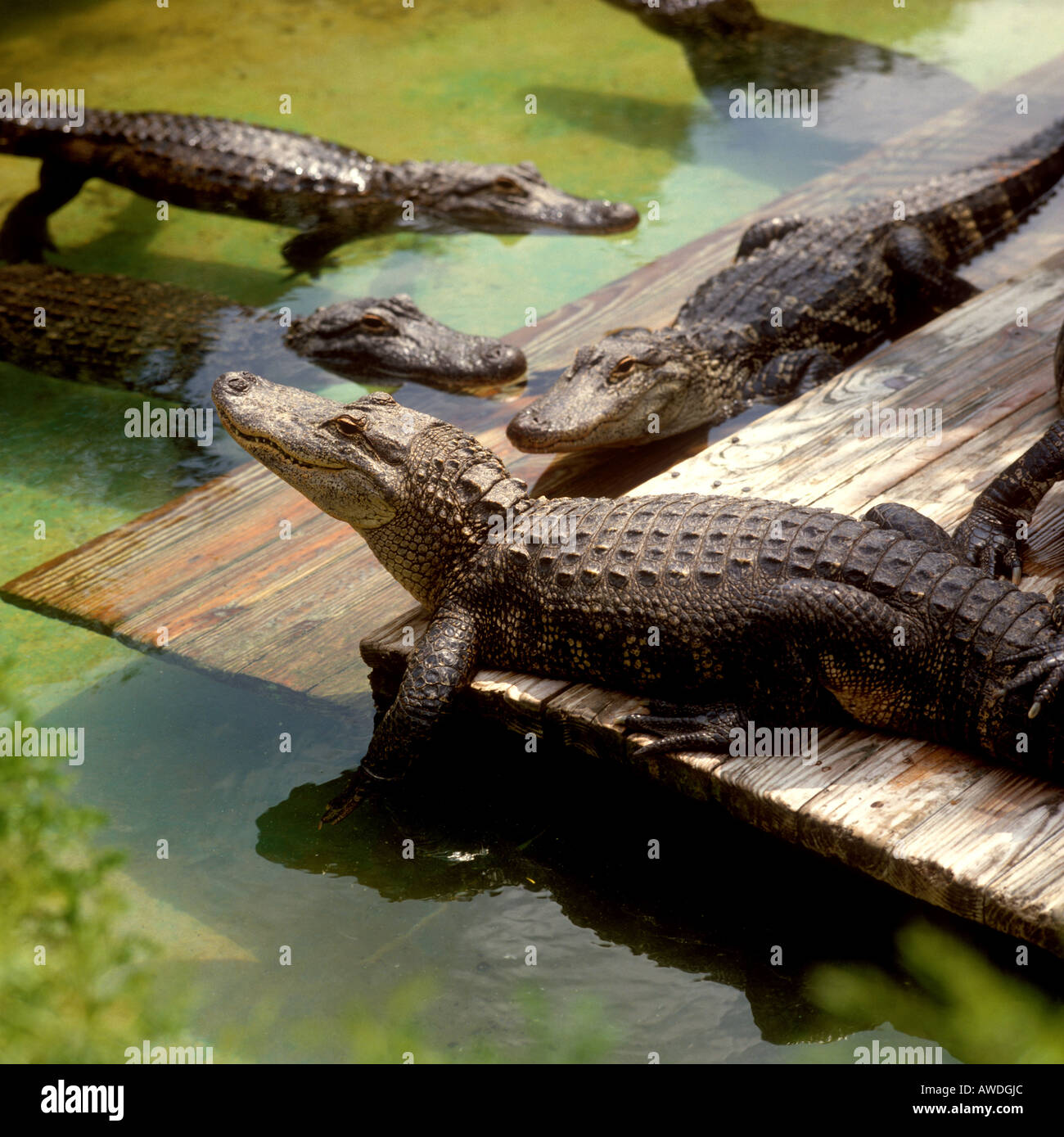 Gatorland, florida hi-res stock photography and images - Alamy
