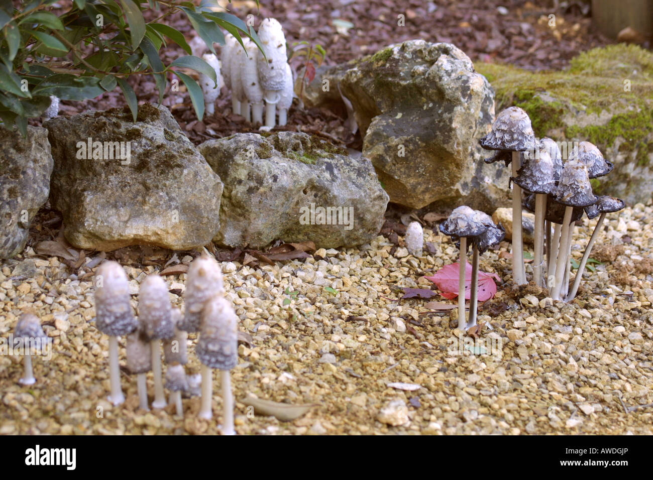wild mushroom Coprin chevelus Coprinus Coprinus insignis eatable ...