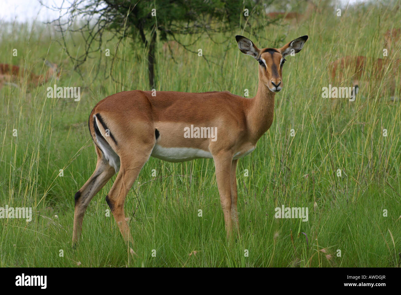 African antelope genus hi-res stock photography and images - Alamy
