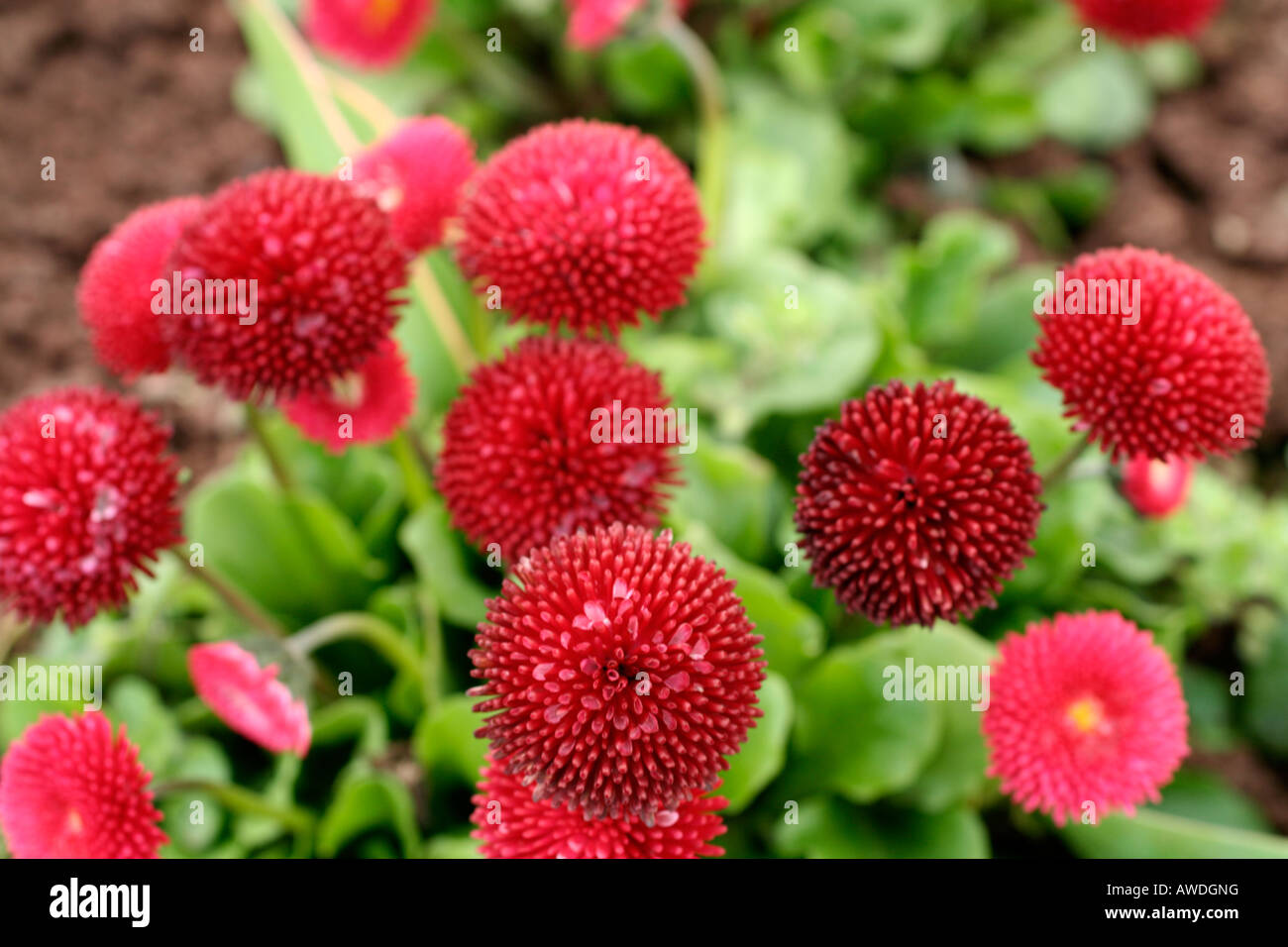 Bellis perennis tasso red hi-res stock photography and images - Alamy