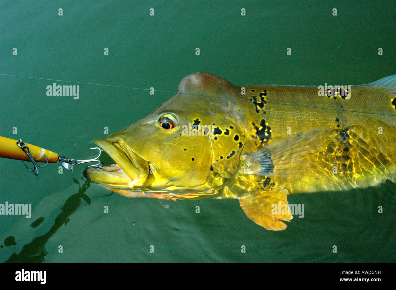 Giant speckled peacock bass chases down a topwater plug in a lagoon off ...