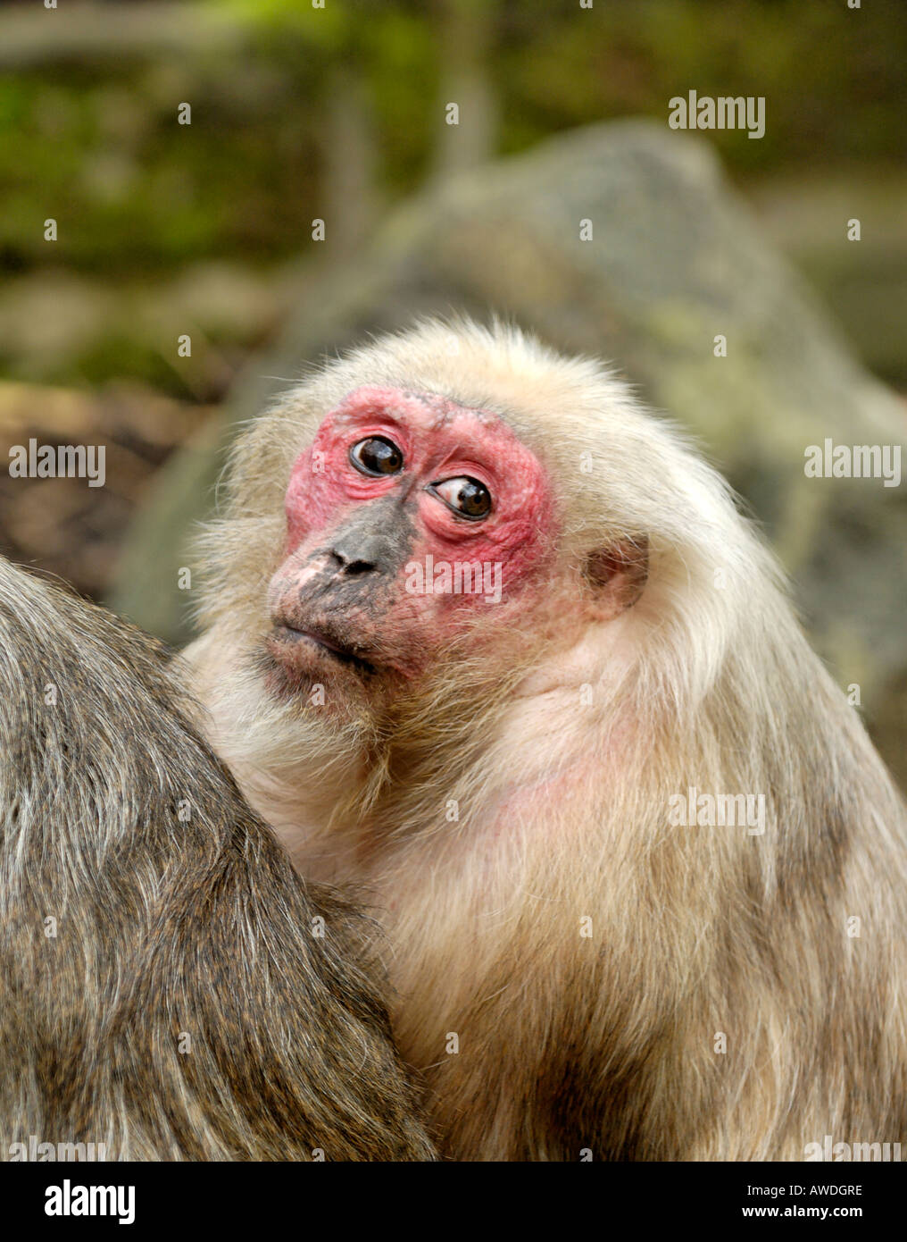 A Portrait View of a Stump-Tailed Macaque at Edinburgh Zoo, Scotland ...