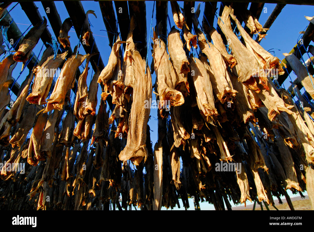 Traditional open air fish drying to make Hardfiskur Iceland Stock Photo ...