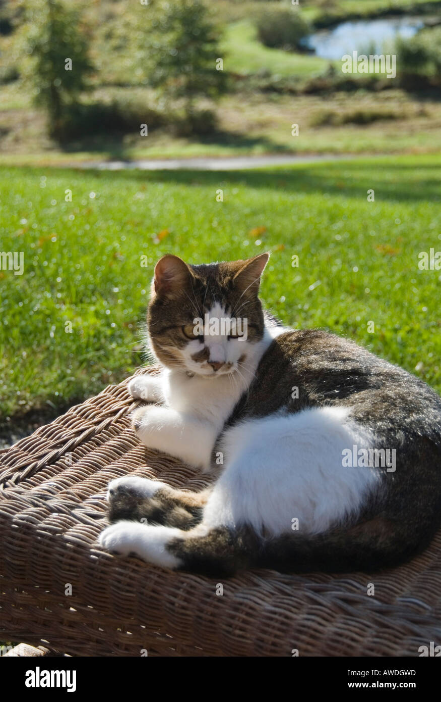 Relaxed outdoor cat hi-res stock photography and images - Alamy