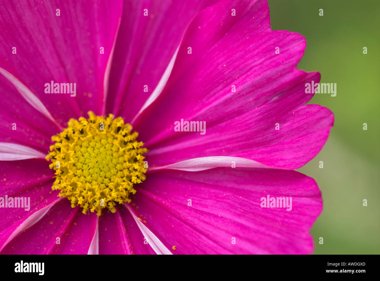 Cosmos bipinnatus hot pink hi-res stock photography and images - Alamy