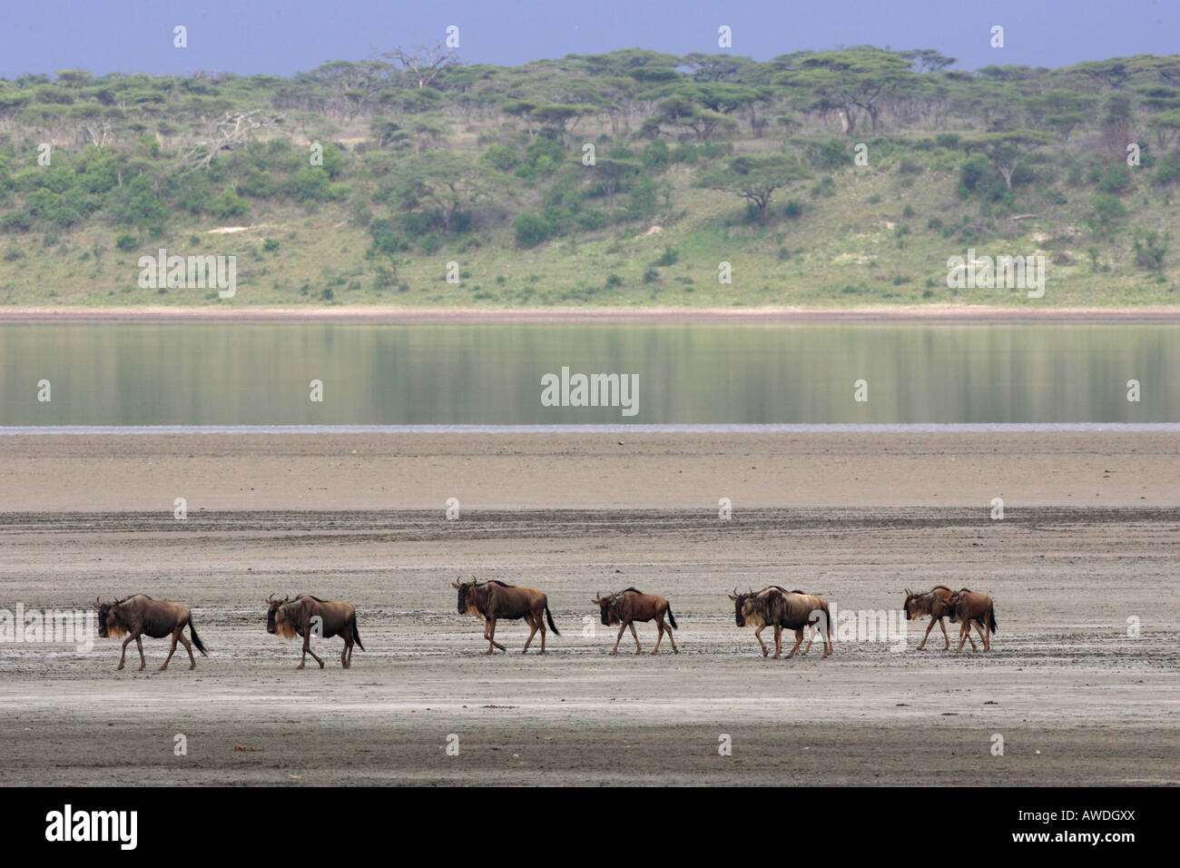 Wildebeest migrating infront of Lake Ndutu in Tanzania east africa ...