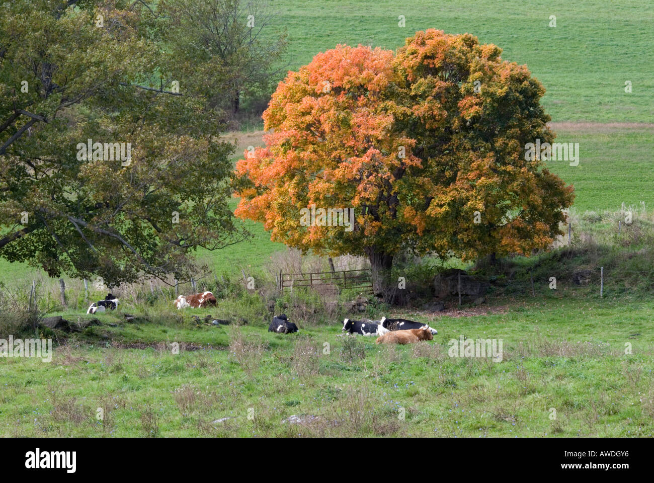 Dairy farm in Upstate New York in Autumn Stock Photo - Alamy
