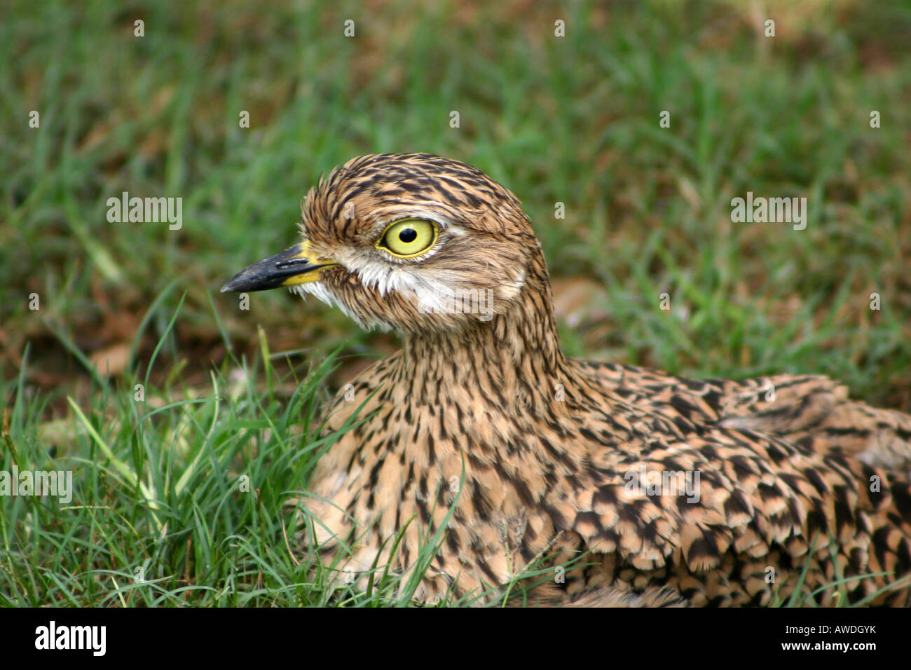 Spotted Dikkop Close up Stock Photo - Alamy