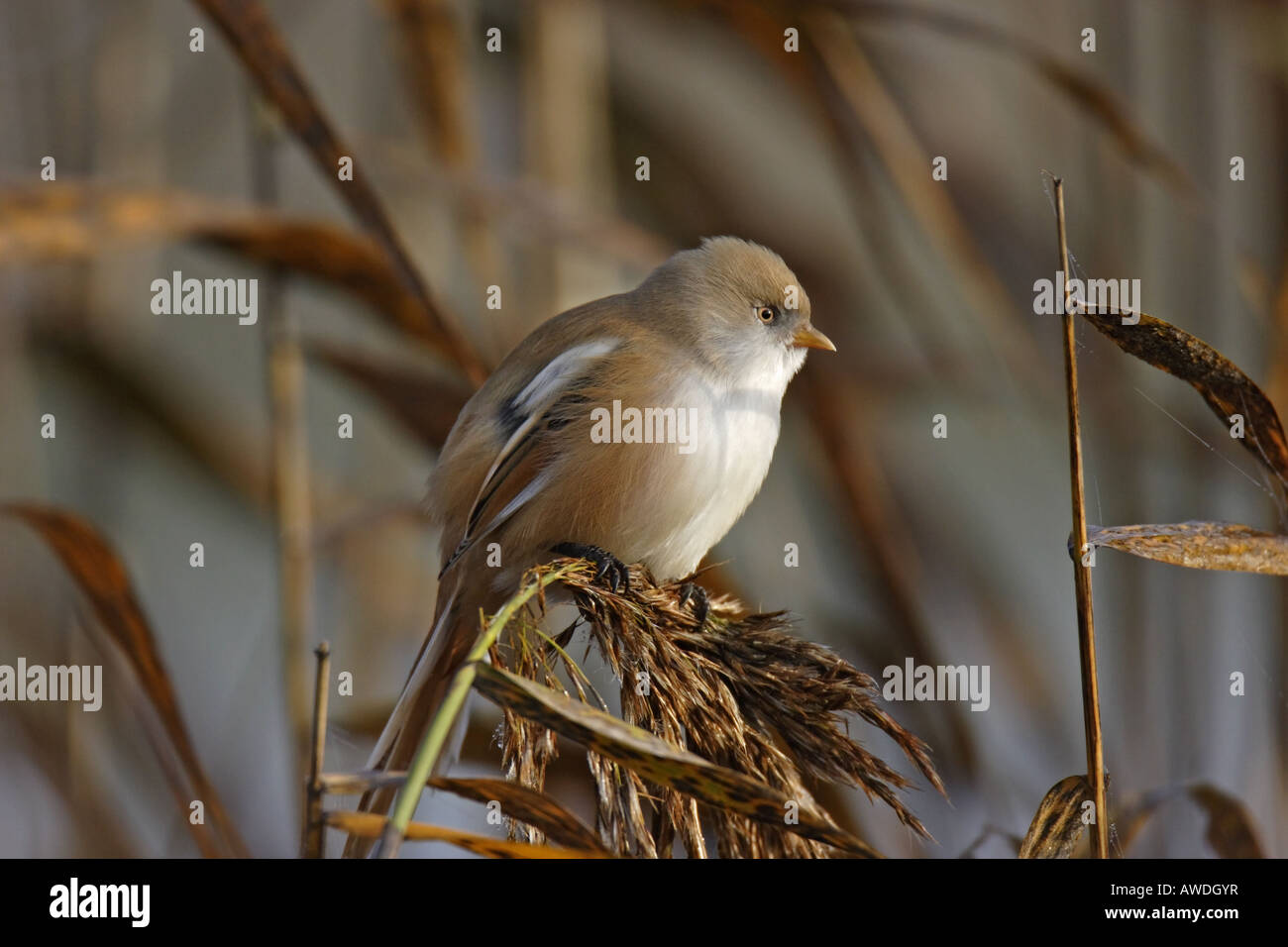 Bartmeise Panurus biarmicus Timaliidae weibchen female Stock Photo - Alamy
