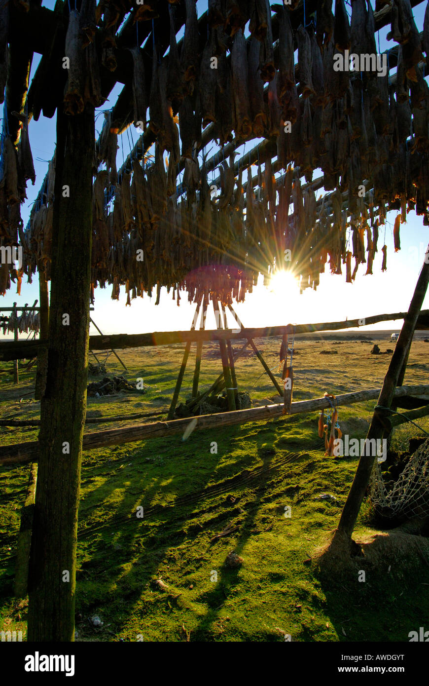 Traditional open air fish drying to make Hardfiskur Iceland Stock Photo ...