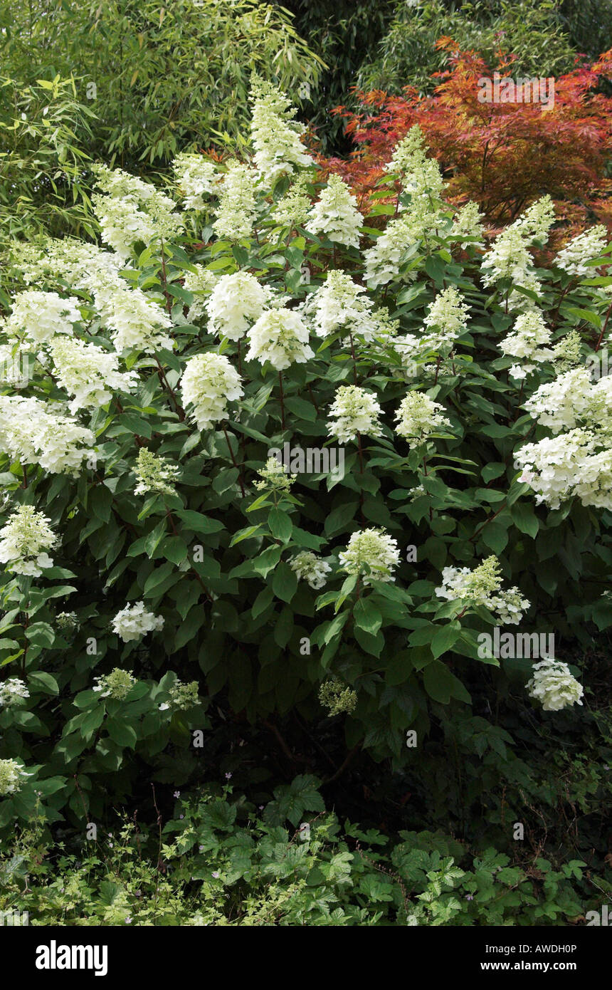 Hydrangea paniculata 'Unique' Stock Photo - Alamy