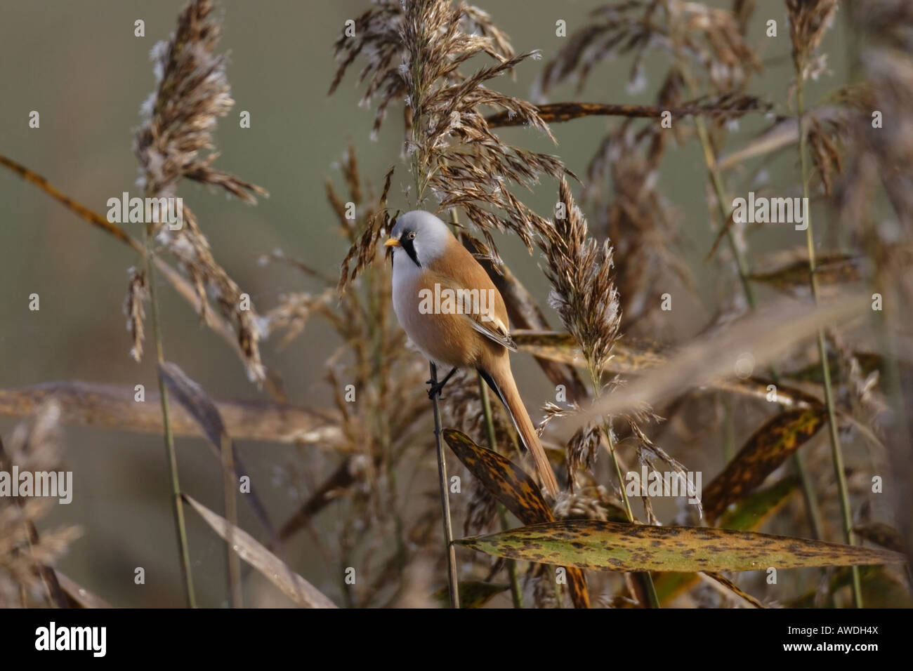 Bartmeise Panurus biarmicus Timaliidae Männchen male Stock Photo - Alamy