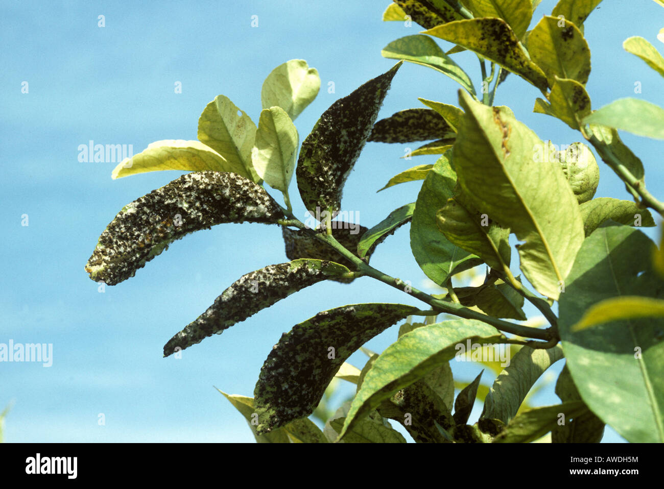 Black citrus aphid Toxoptera aurantii infestation on the underside of ...