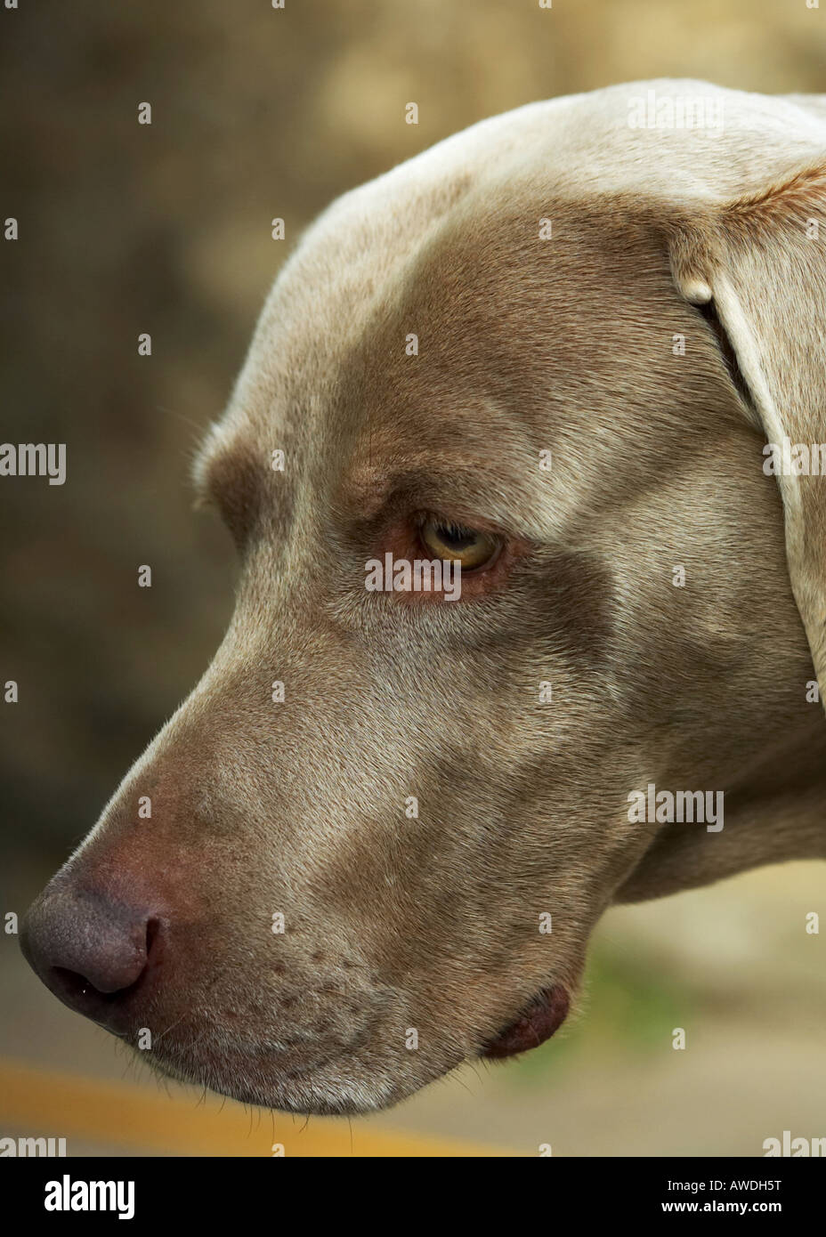 Weimaraner dog breed hi-res stock photography and images - Alamy