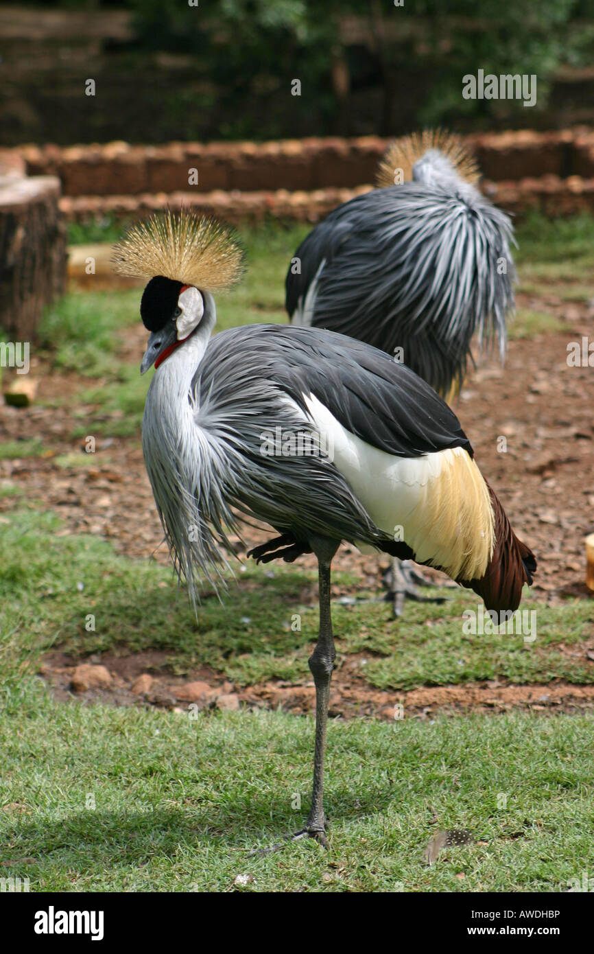 Crowned crane Standing on one leg Stock Photo - Alamy
