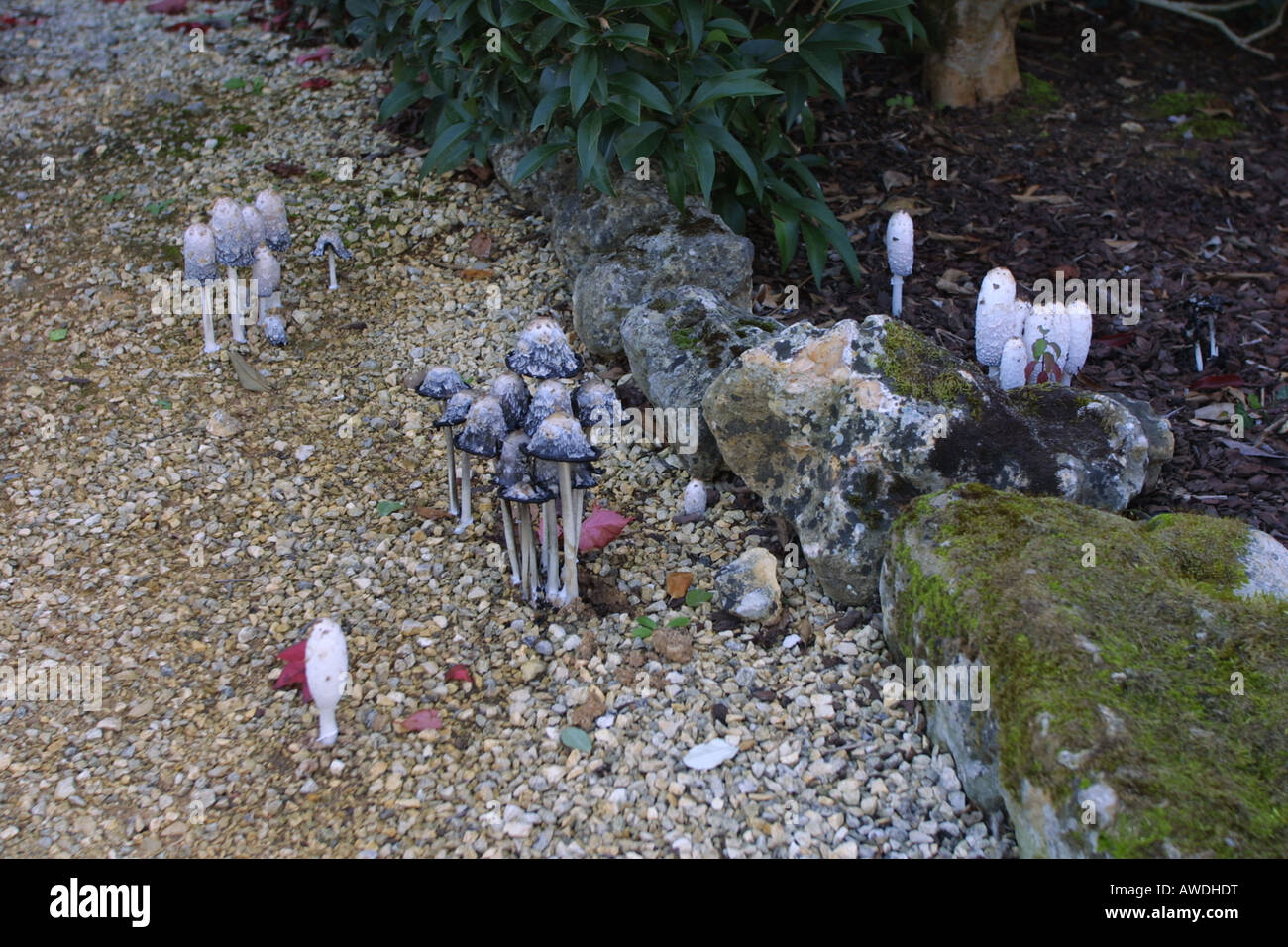 wild mushroom Coprin chevelus Coprinus Coprinus insignis eatable ...