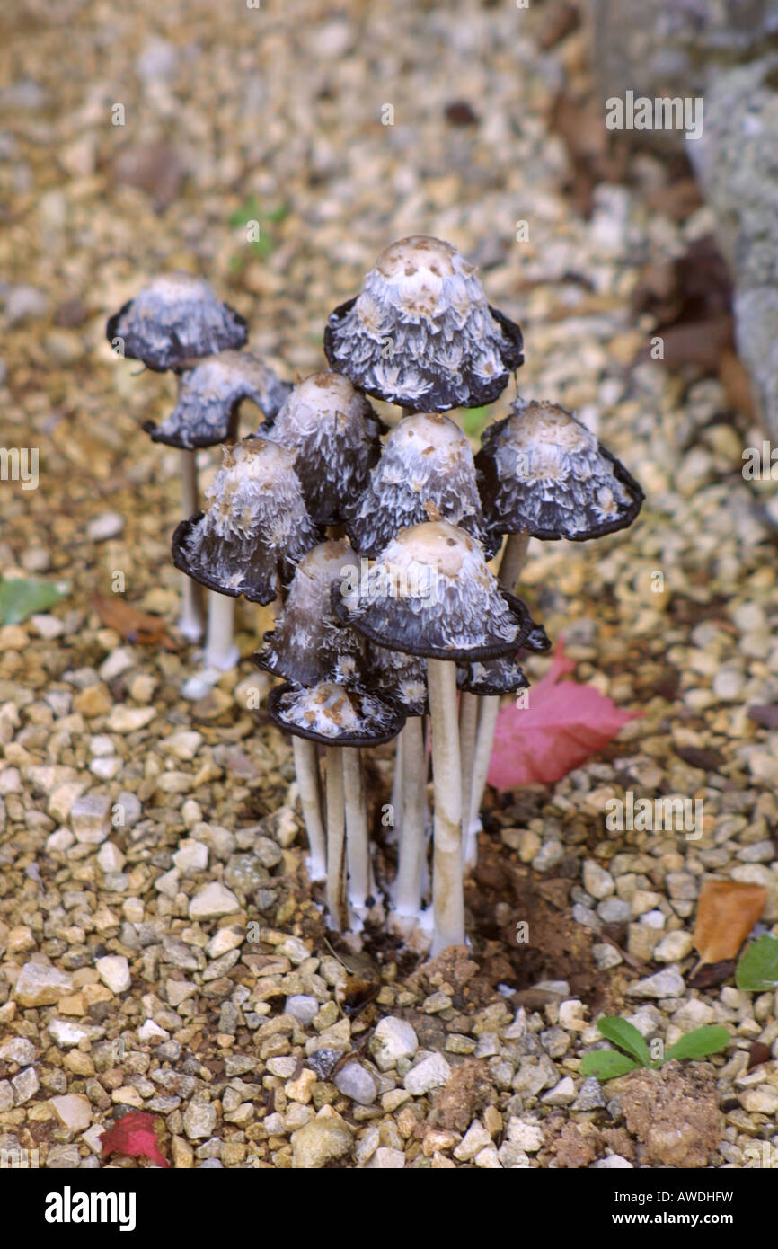 wild mushroom Coprin chevelus Coprinus Coprinus insignis eatable ...