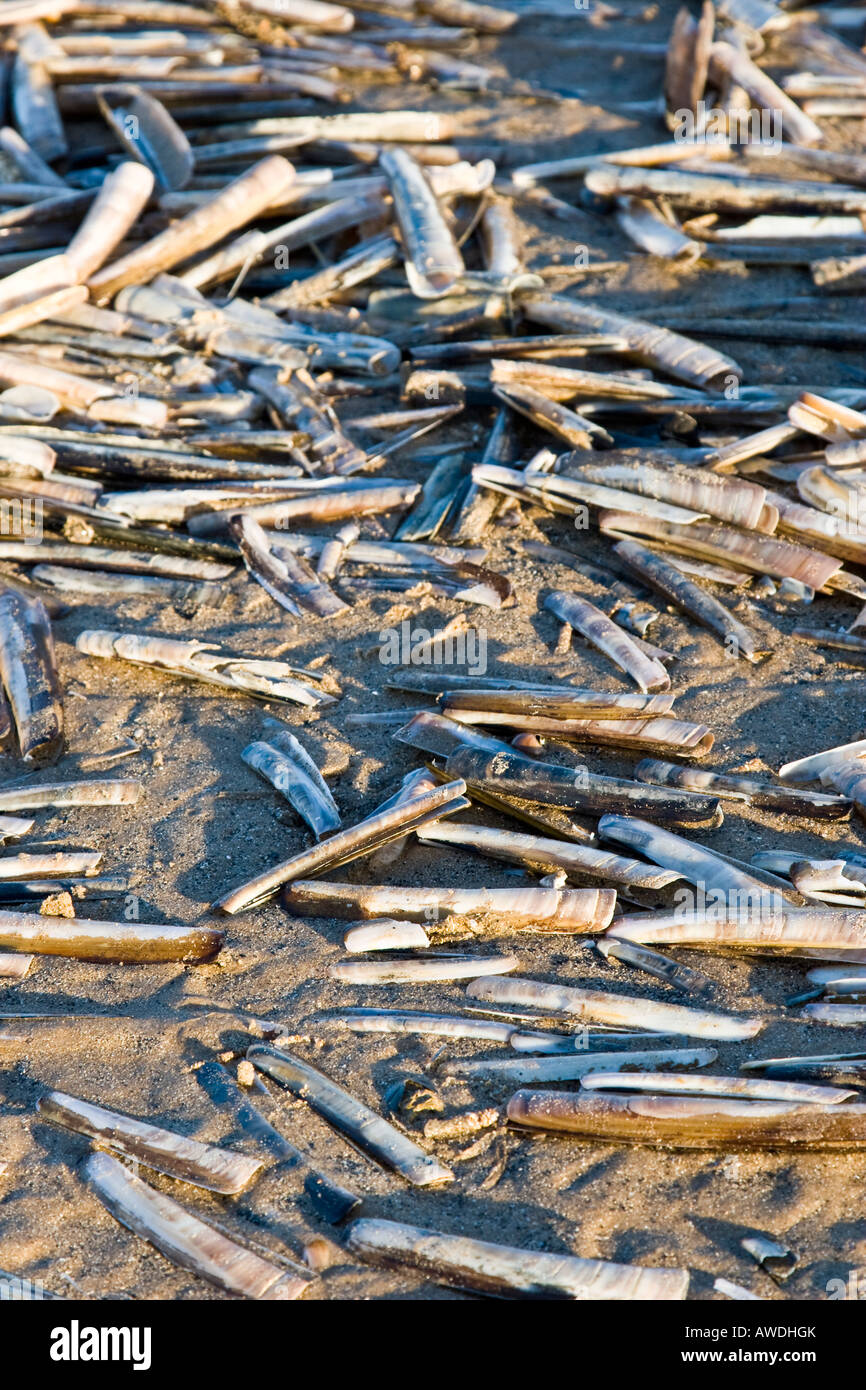 Clam birds hi-res stock photography and images - Alamy