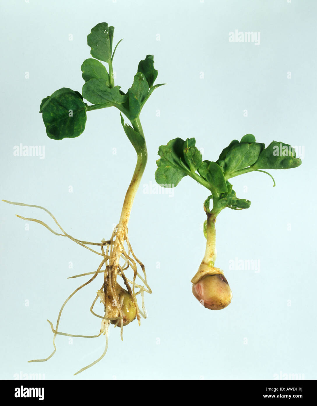 Thrips angusticeps hi-res stock photography and images - Alamy