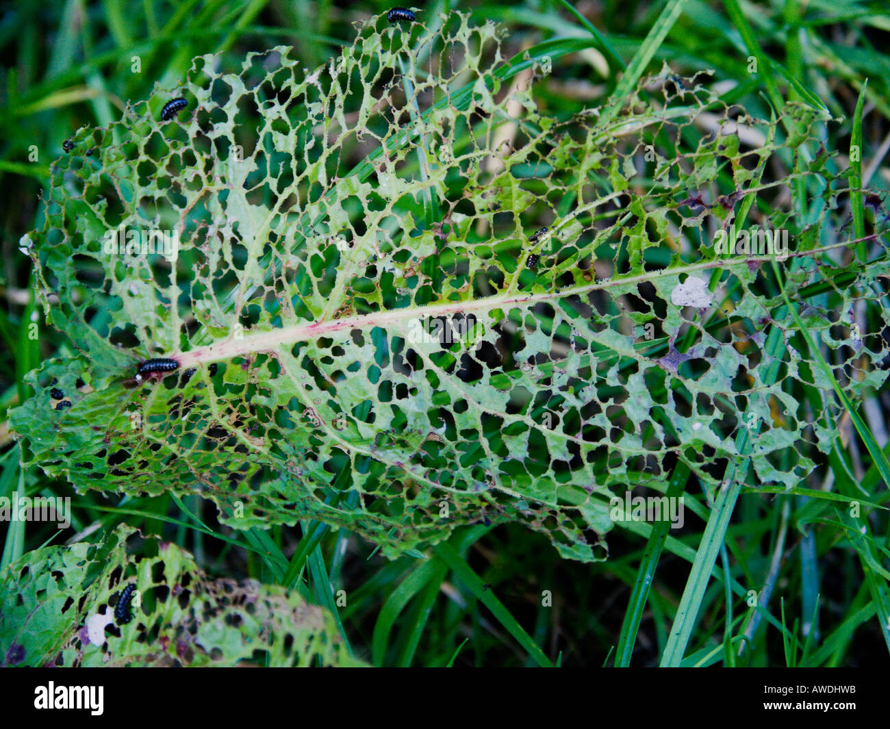 Leaf eaten by insects Stock Photo - Alamy