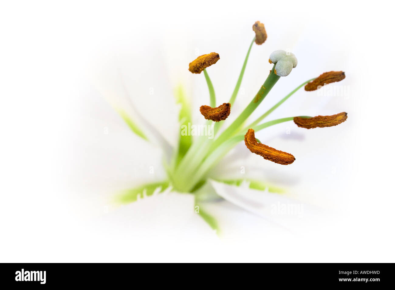 Open cut lilies hi-res stock photography and images - Alamy