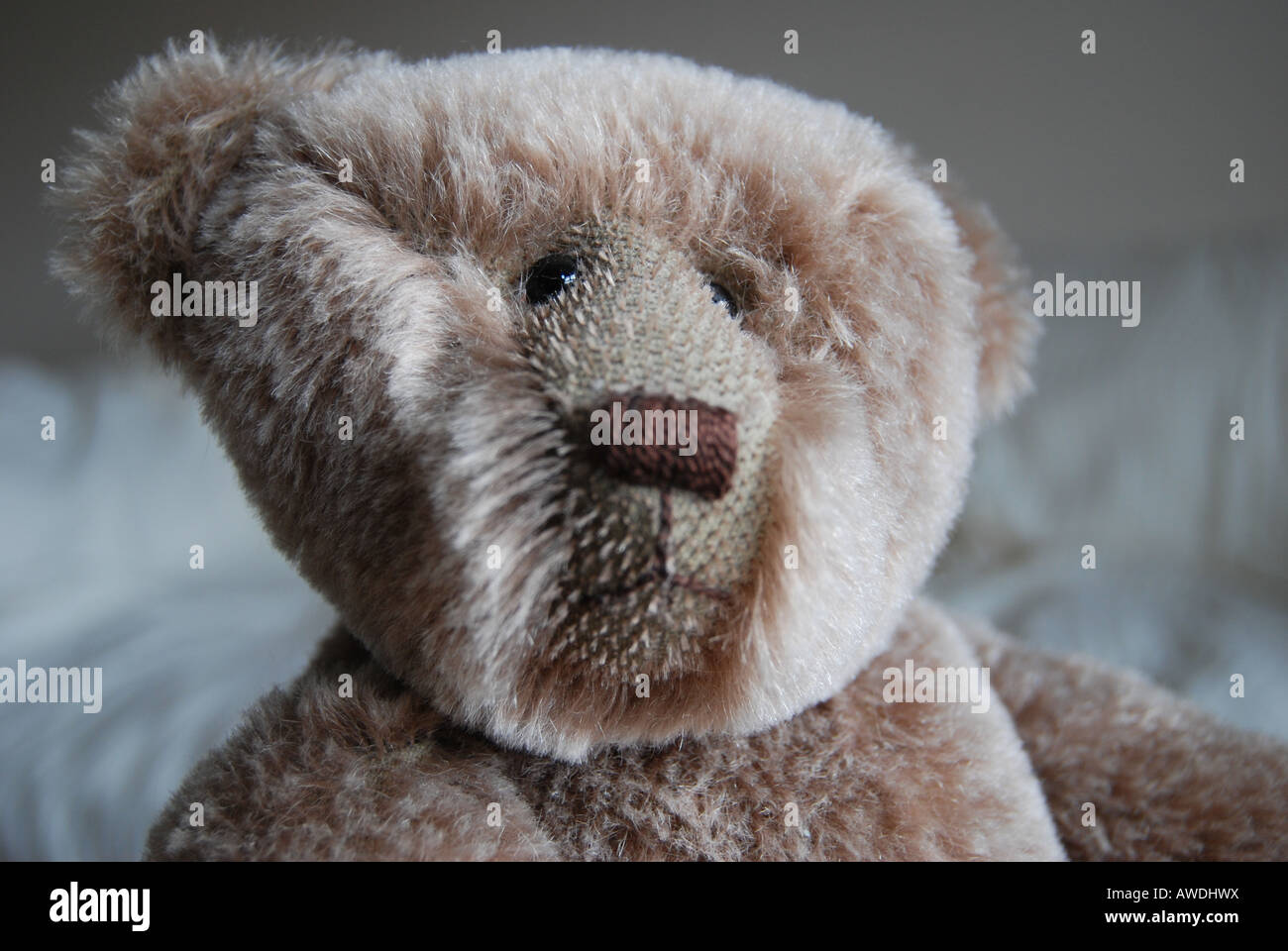 brown teddy bear portrait Stock Photo - Alamy