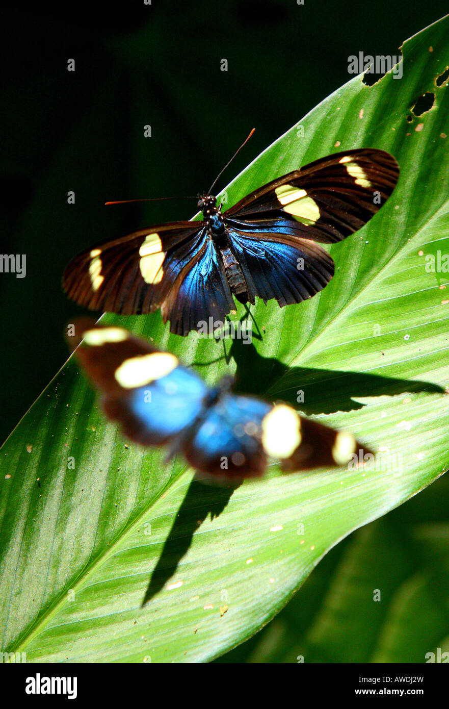 Neotropical butterflies of the hi-res stock photography and images - Alamy